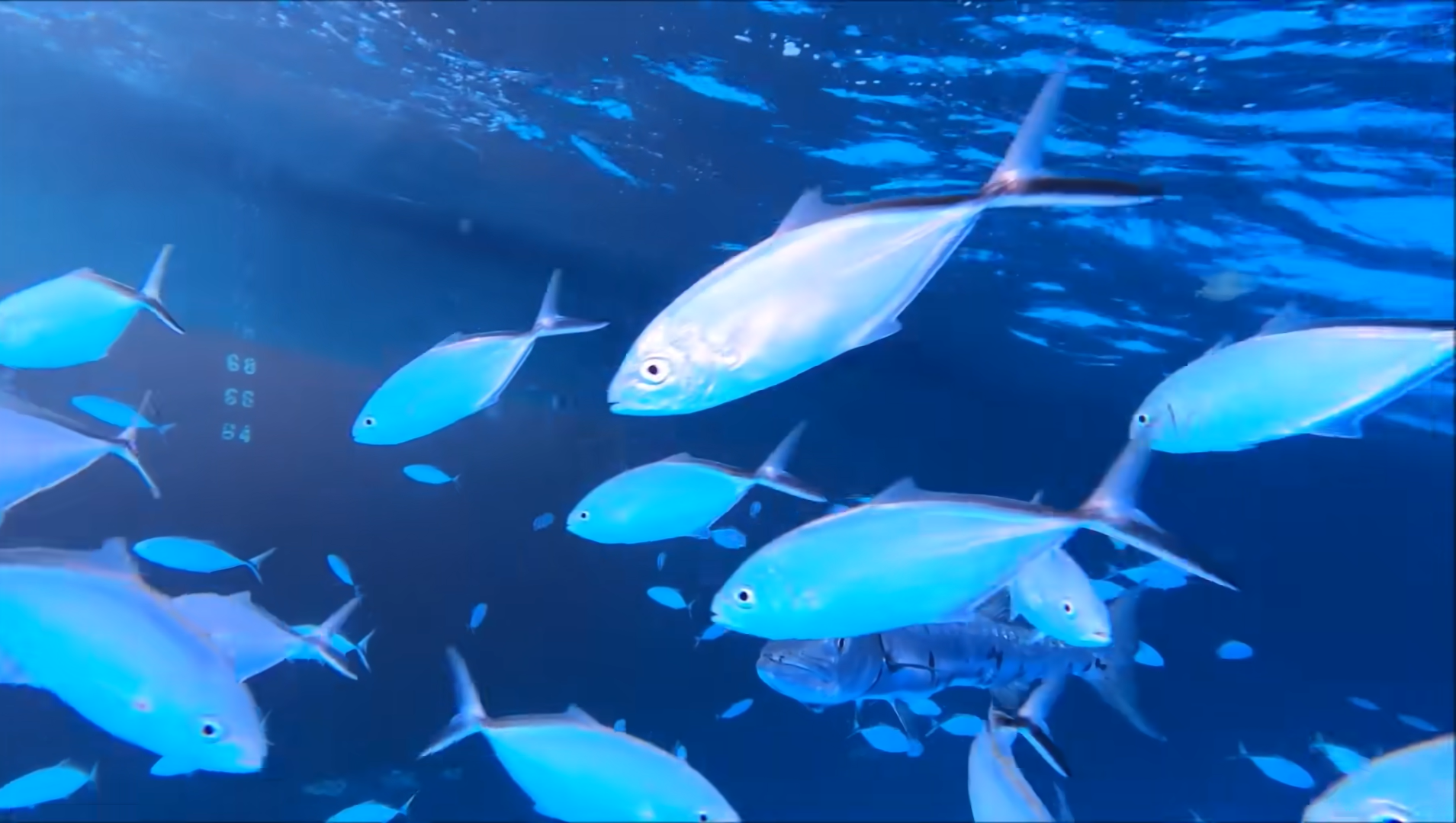 VIDEO: Kako izgleda život pod morem ispod kruzera? - Pomorac